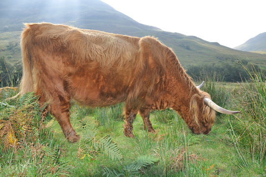 รูปภาพ"Scottish Cattle" – เลือกดูภาพถ่ายสต็อก เวกเตอร์ และวิดีโอ358 ...