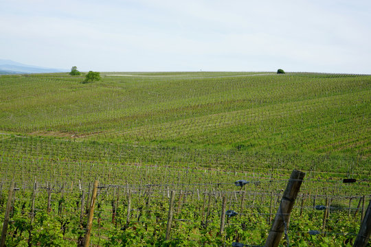 "Champ De Vigne" Bilder – Durchsuchen 272 Archivfotos, Vektorgrafiken ...