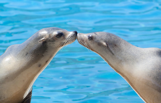 Bisou Bilder – Durchsuchen 2,677 Archivfotos, Vektorgrafiken und Videos ...