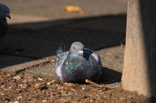 Zuchttauben Bilder – Durchsuchen 298 Archivfotos, Vektorgrafiken und ...