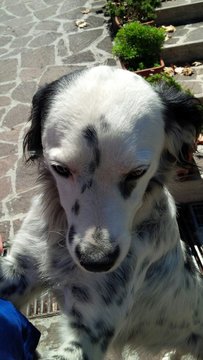 Bestiola Images – Browse 38 Stock Photos, Vectors, and Video | Adobe Stock