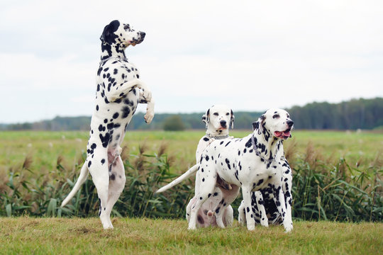 "Carriage Dog"-Bilder: Stock-Fotos & -Videos. | Adobe Stock