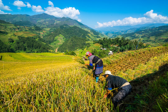 Hmong 이미지 – 찾아보기 30,786 스톡 사진, 벡터 및 비디오 | Adobe Stock