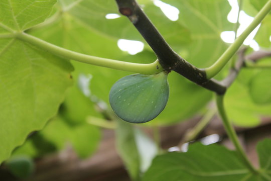 Sycone Images – Browse 19 Stock Photos, Vectors, and Video | Adobe Stock