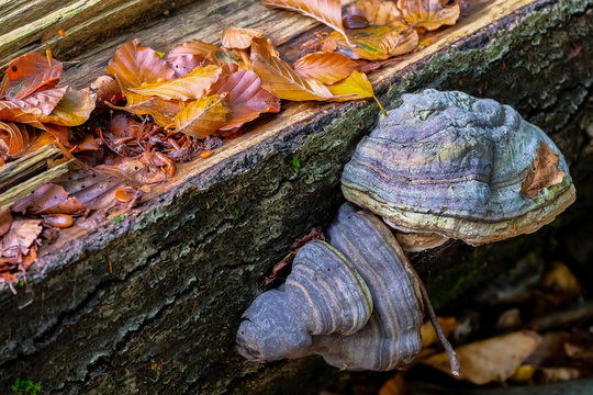 Plize-Bilder: Stock-Fotos & -Videos. | Adobe Stock