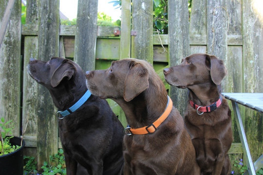 รูปภาพ"Trio – เลือกดูภาพถ่ายสต็อก เวกเตอร์ และวิดีโอ32,498 | Adobe Stock