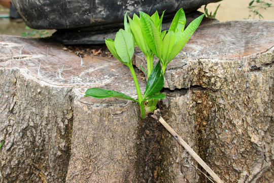 รูปภาพTangena – เลือกดูภาพถ่ายสต็อก เวกเตอร์ และวิดีโอ161 | Adobe Stock