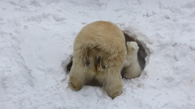 Polar Bear Digging Den