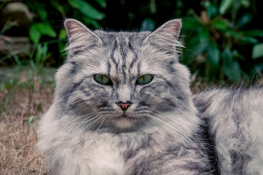 รูปภาพRonronne – เลือกดูภาพถ่ายสต็อก เวกเตอร์ และวิดีโอ108 | Adobe Stock