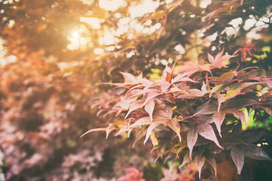 Meple Images – Browse 76 Stock Photos, Vectors, and Video | Adobe Stock