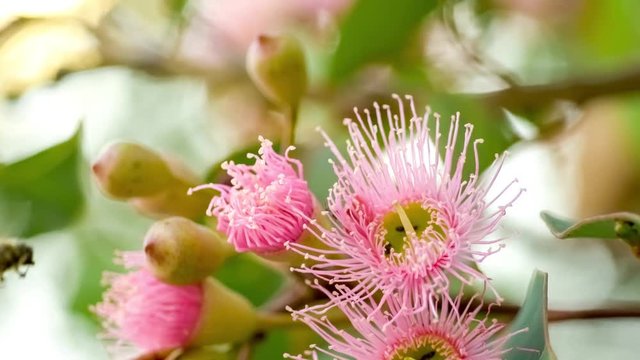 Imagens de Marri – Explore Fotografias do Stock, Vetores e Vídeos de ...