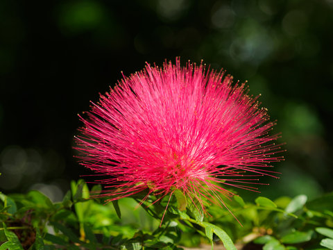 รูปภาพCalliandra – เลือกดูภาพถ่ายสต็อก เวกเตอร์ และวิดีโอ1,358 | Adobe ...
