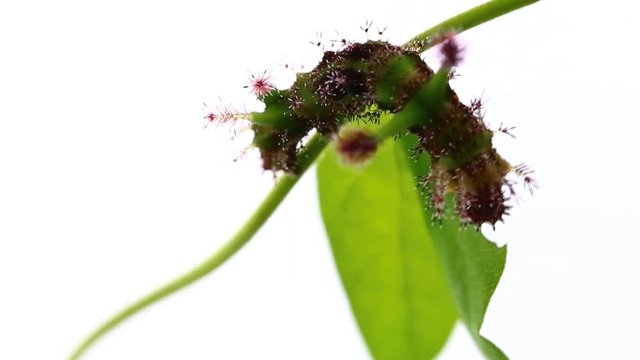 Dudu Video Footage – Browse 14 HD Stock Video and Footage | Adobe Stock