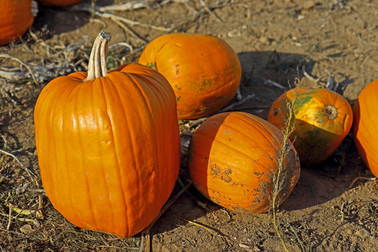 "Rows Of Pumpkins" Images – Browse 13 Stock Photos, Vectors, and Video ...