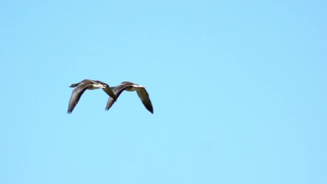 Two Birds Flying Images – Browse 43,289 Stock Photos, Vectors, and ...