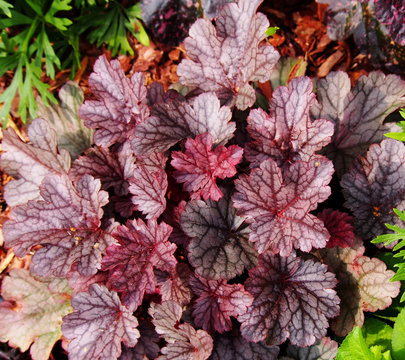 Heuchera Bilder – Durchsuchen 2,137 Archivfotos, Vektorgrafiken und ...