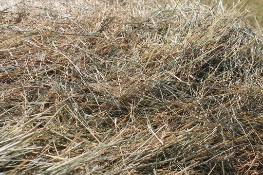 「Foin」の写真素材 | 8,534件の無料イラスト画像 | Adobe Stock