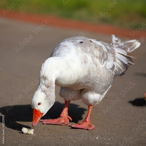 "Big Grey Goose eating bread" Stock photo and royalty-free images on Fotolia.com - Pic 125211142