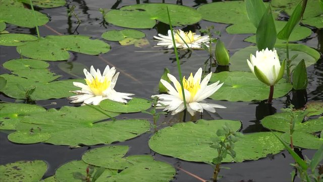 "Lily Pads" Images – Browse 32,876 Stock Photos, Vectors, and Video | Adobe Stock