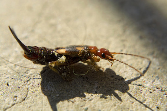 Dermaptera 影像 – 瀏覽 2,216 個素材庫相片、向量圖和影片 | Adobe Stock
