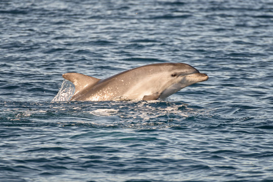 รูปภาพDoplhin – เลือกดูภาพถ่ายสต็อก เวกเตอร์ และวิดีโอ95 | Adobe Stock