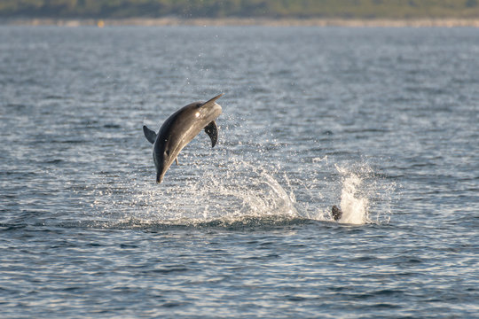 รูปภาพDoplhin – เลือกดูภาพถ่ายสต็อก เวกเตอร์ และวิดีโอ95 | Adobe Stock