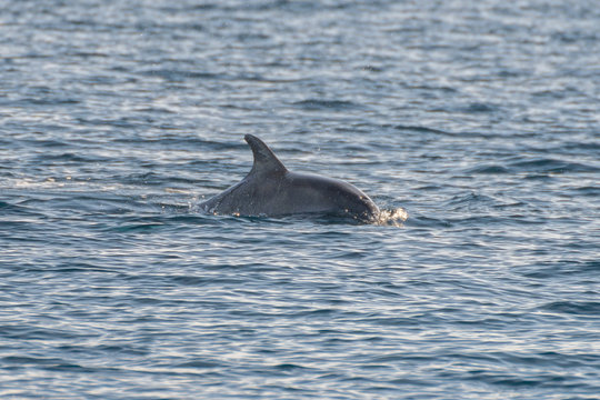 รูปภาพDoplhin – เลือกดูภาพถ่ายสต็อก เวกเตอร์ และวิดีโอ95 | Adobe Stock