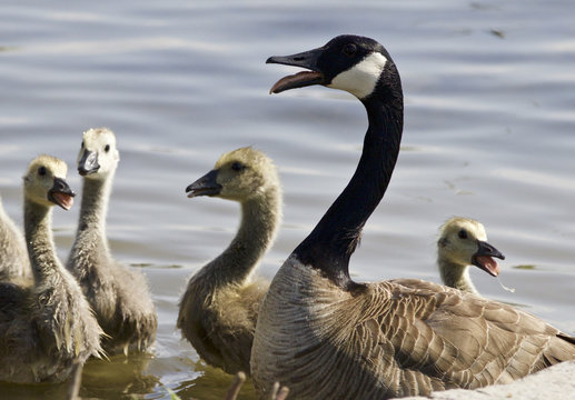 「Bick」の画像 - 633 件の Stock 写真、ベクターおよびビデオ | Adobe Stock