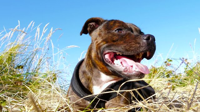 Staffie 影像 – 瀏覽 11,606 個素材庫相片、向量圖和影片 | Adobe Stock