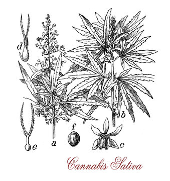 "Cannabis Sativa" Images – Browse 274,220 Stock Photos, Vectors, and ...