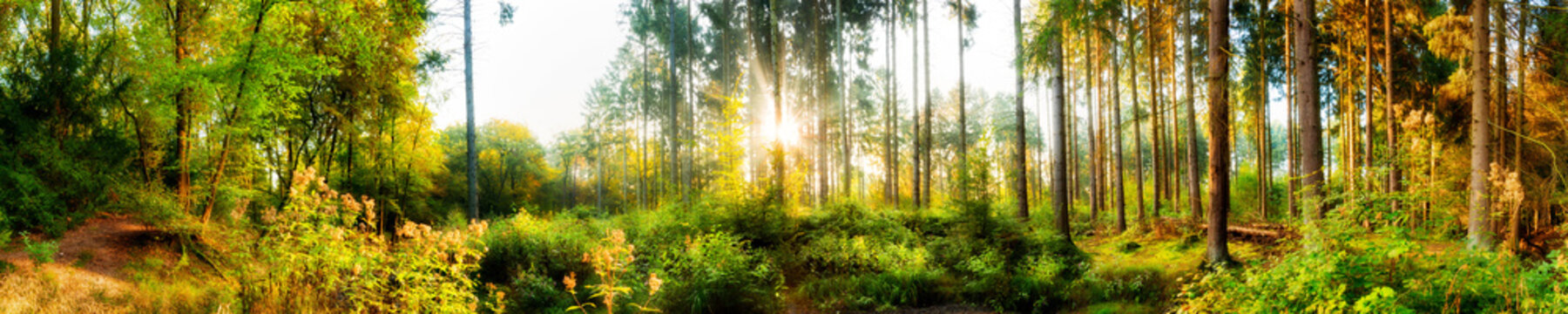 รูปภาพNadelwald – เลือกดูภาพถ่ายสต็อก เวกเตอร์ และวิดีโอ18,902 | Adobe ...