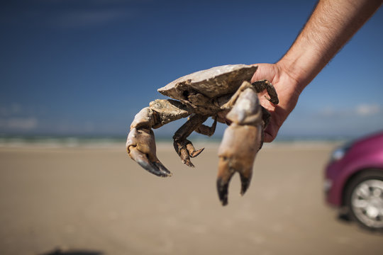 Krabbe bilder – Bläddra bland 10,253 stockfoton, vektorer och videor ...