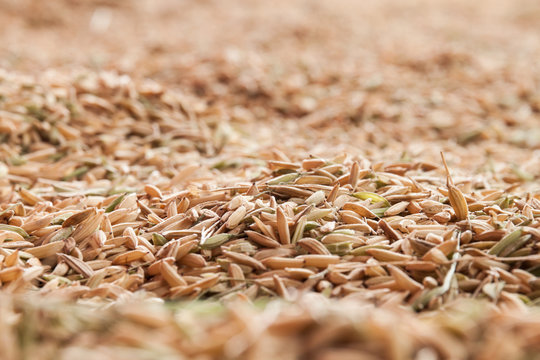 "Paddy Images – Browse 1,898,059 Stock Photos, Vectors, and Video ...