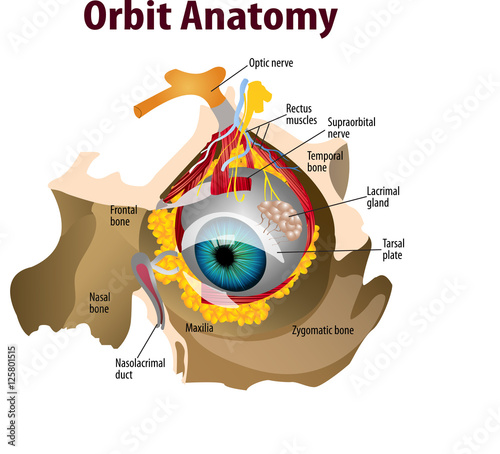 "Vector illustration of Orbit anatomy" Stock image and royalty-free ...