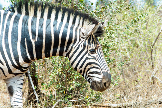 「Zeebra」の画像 - 75 件の Stock 写真、ベクターおよびビデオ | Adobe Stock