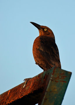 Picho Images – Browse 16 Stock Photos, Vectors, and Video | Adobe Stock