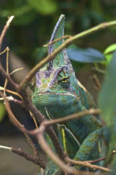 Camelion-Bilder: Stock-Fotos & -Videos. | Adobe Stock