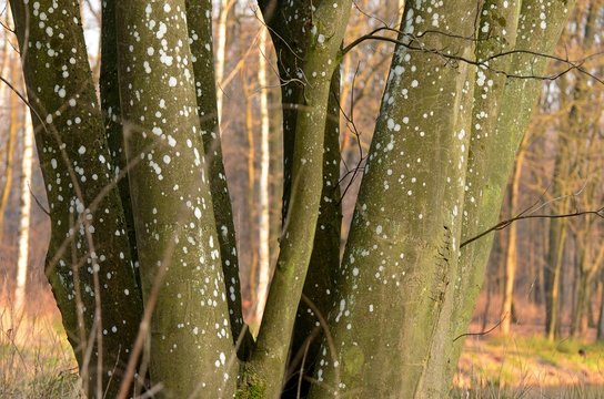 Olcha Billeder – Gennemse 212 stockfotos, vektorer og videoer | Adobe Stock