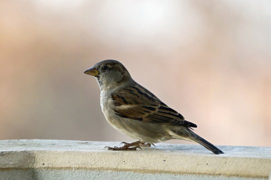 Spadger bilder – Bläddra bland 221,360 stockfoton, vektorer och videor ...