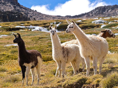 Lamas bilder – Bläddra bland 4,257 stockfoton, vektorer och videor ...