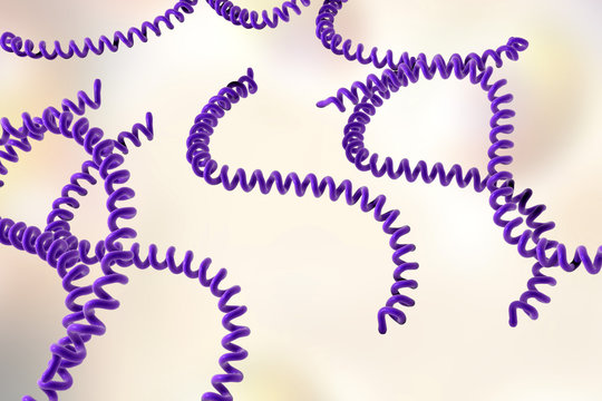 รูปภาพLeptospira – เลือกดูภาพถ่ายสต็อก เวกเตอร์ และวิดีโอ259 | Adobe Stock