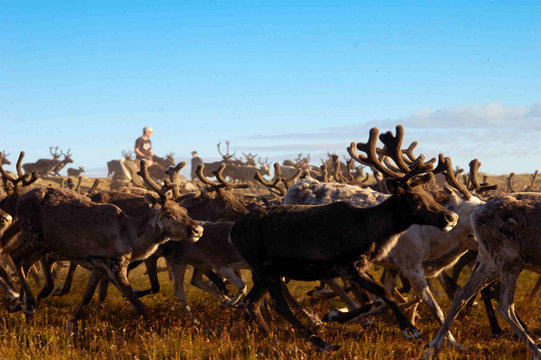 Lappish bilder – Bläddra bland 1,472 stockfoton, vektorer och videor ...