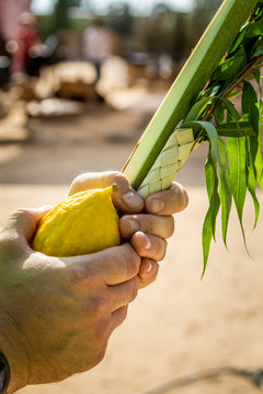 Hadass Images – Browse 56 Stock Photos, Vectors, and Video | Adobe Stock