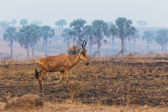 รูปภาพHirola – เลือกดูภาพถ่ายสต็อก เวกเตอร์ และวิดีโอ15 | Adobe Stock