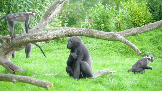 "Black Ape" Images – Browse 1,614 Stock Photos, Vectors, and Video ...