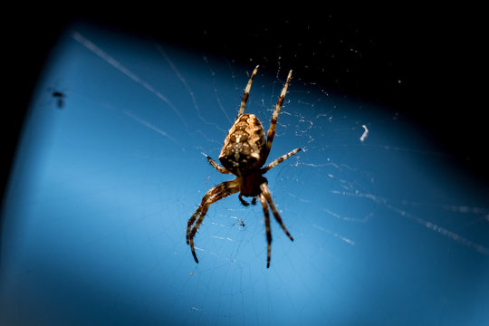 รูปภาพBestiole – เลือกดูภาพถ่ายสต็อก เวกเตอร์ และวิดีโอ493 | Adobe Stock