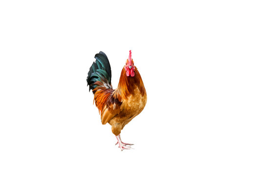 รูปภาพRooster – เลือกดูภาพถ่ายสต็อก เวกเตอร์ และวิดีโอ220,892 | Adobe Stock