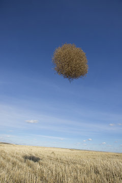 Imágenes de Estepicursor: descubre bancos de fotos, ilustraciones ...