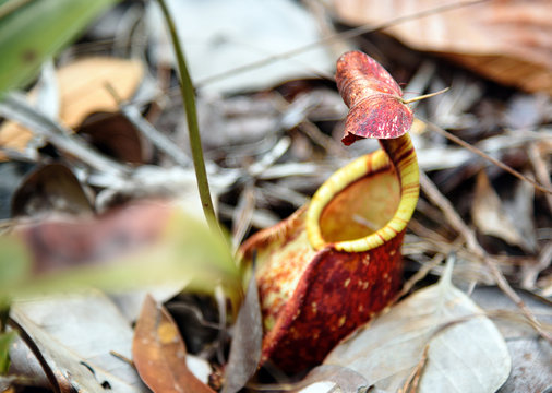 Ampullaria Images – Browse 259 Stock Photos, Vectors, and Video | Adobe ...