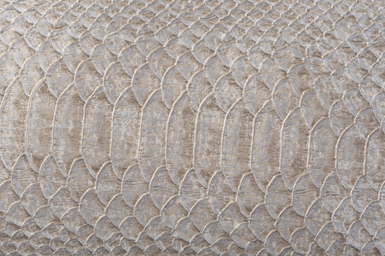 Snakeskin Images – Browse 29,608 Stock Photos, Vectors, and Video ...